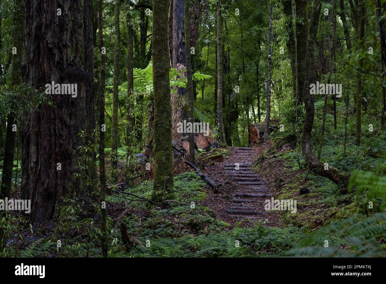 Track through an ancient podocarp forest featuring rimu, kahikatea ...