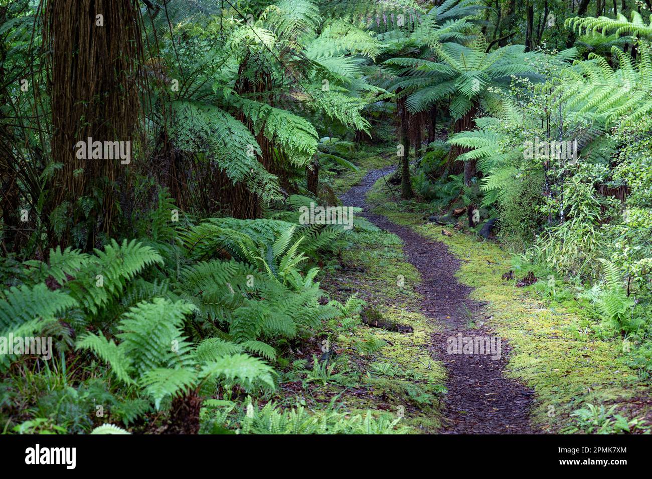 Track through an ancient podocarp forest featuring rimu, kahikatea ...