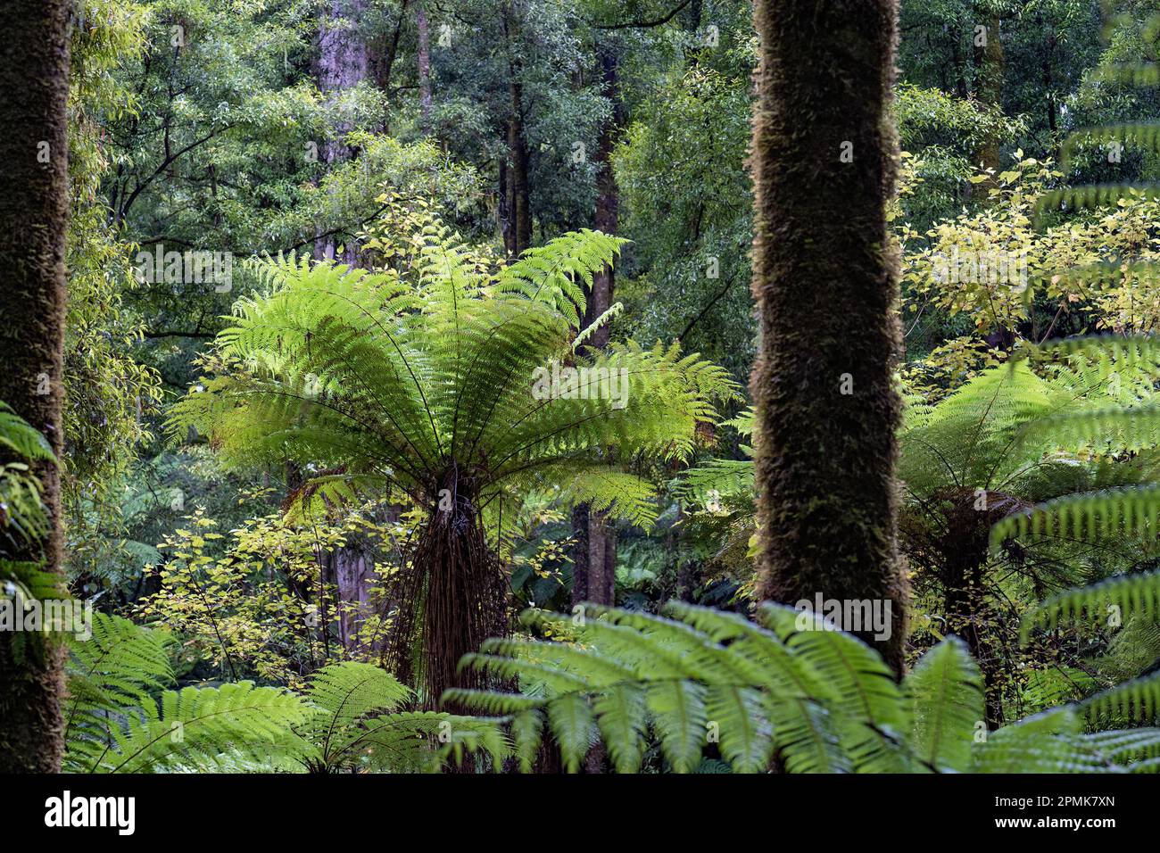 Native New Zealand ferns surrounded in a thick podocarp forest in ...