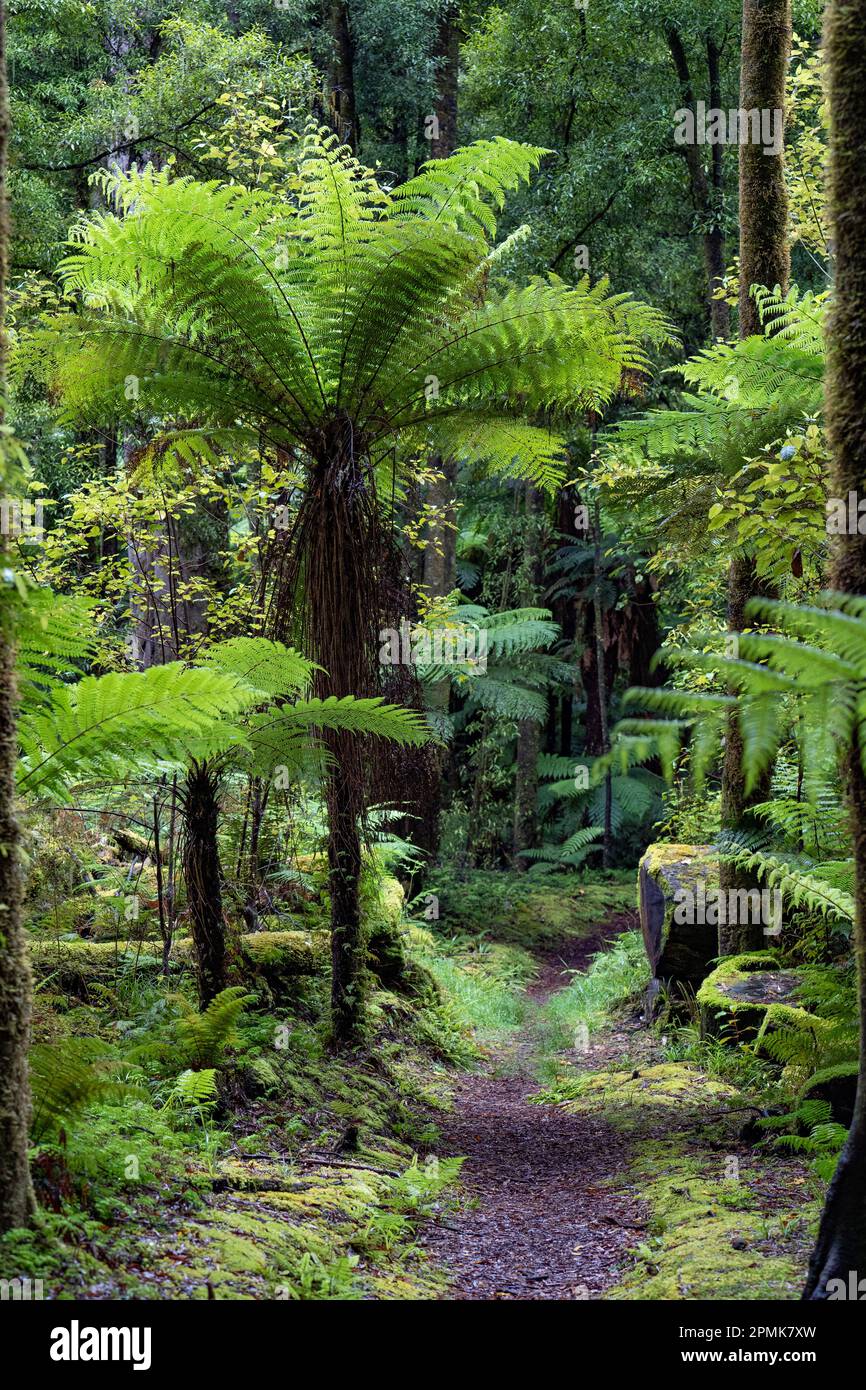 Track through an ancient podocarp forest featuring rimu, kahikatea ...