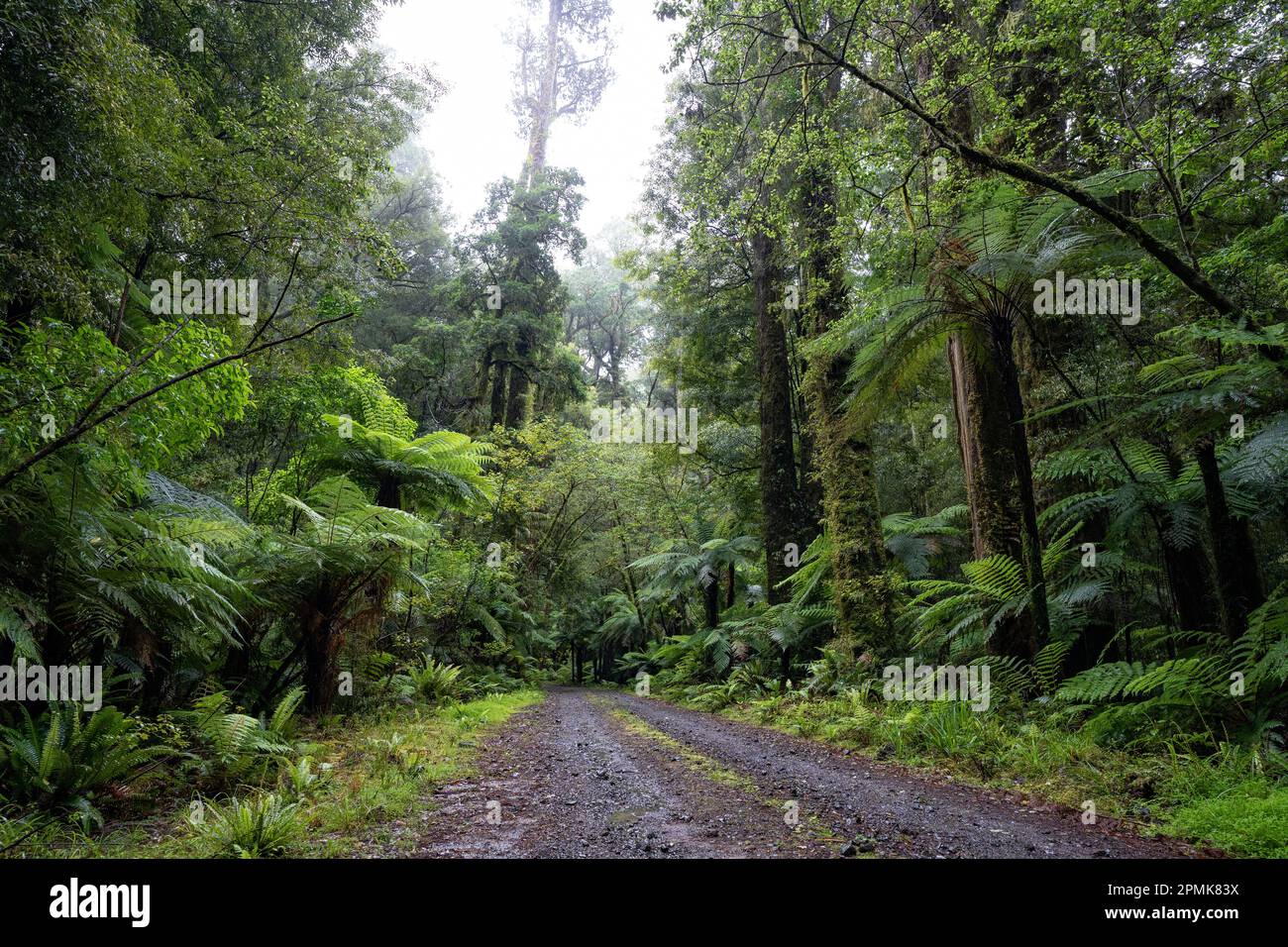 Track through an ancient podocarp forest featuring rimu, kahikatea ...