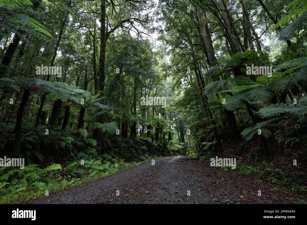 Track through an ancient podocarp forest featuring rimu, kahikatea ...