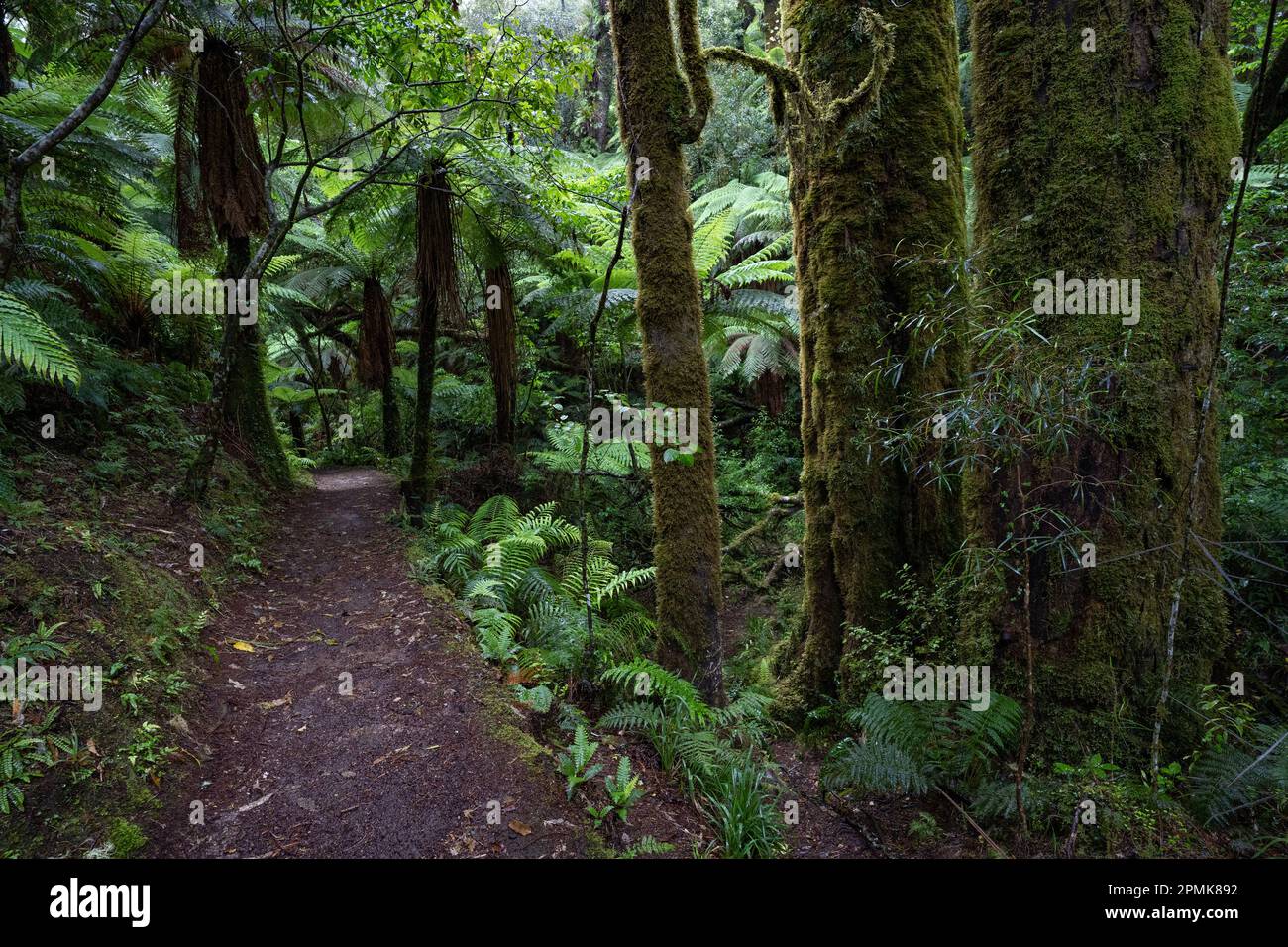 Track through an ancient podocarp forest featuring rimu, kahikatea ...
