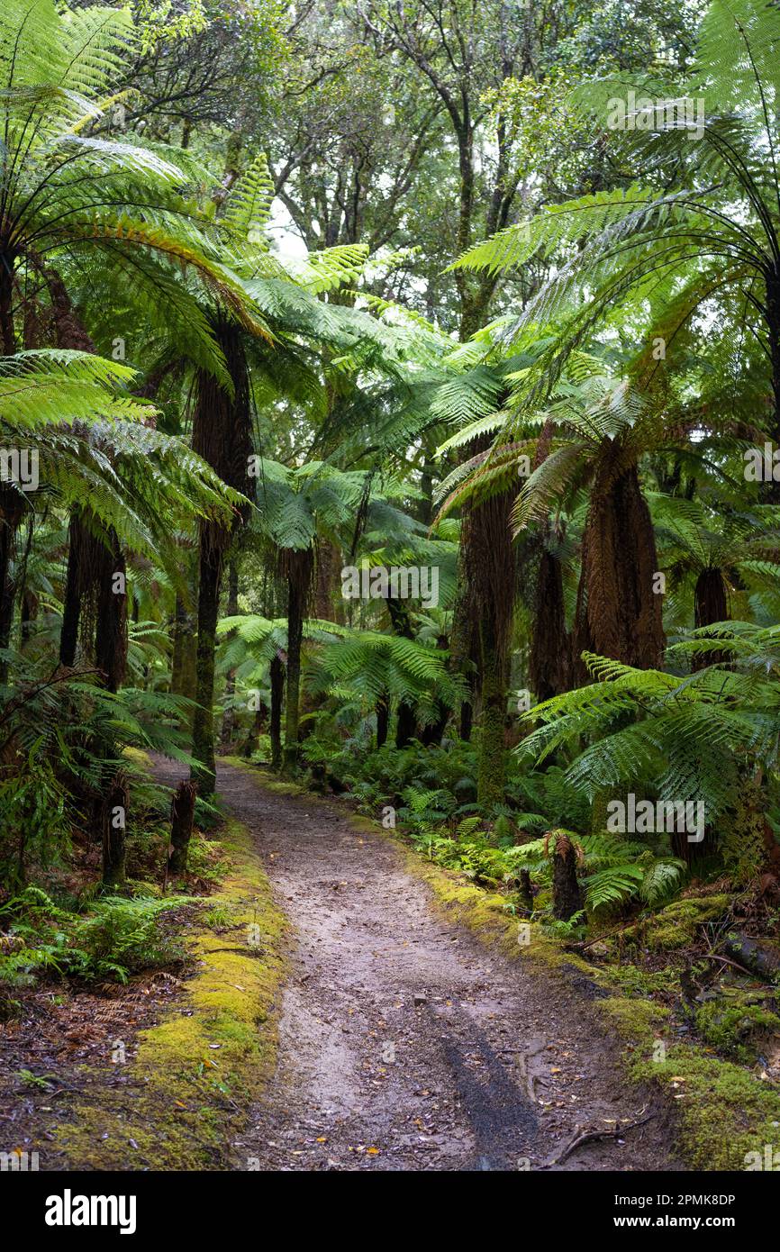 Track through an ancient podocarp forest featuring rimu, kahikatea ...