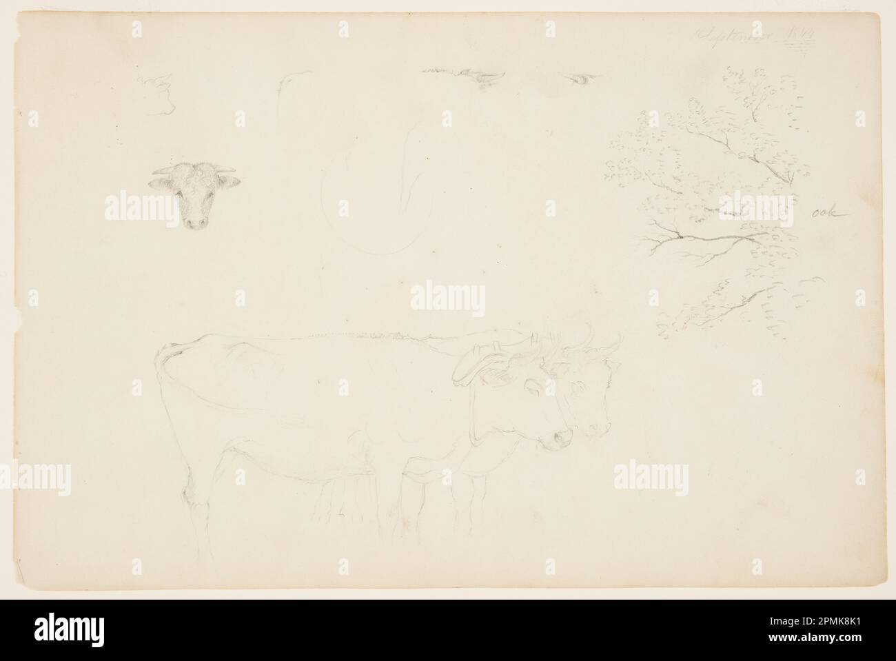 Drawing, Two Standing Oxen Yoked Together, Series of Oxen Heads and Hind-parts, and the Branches ...