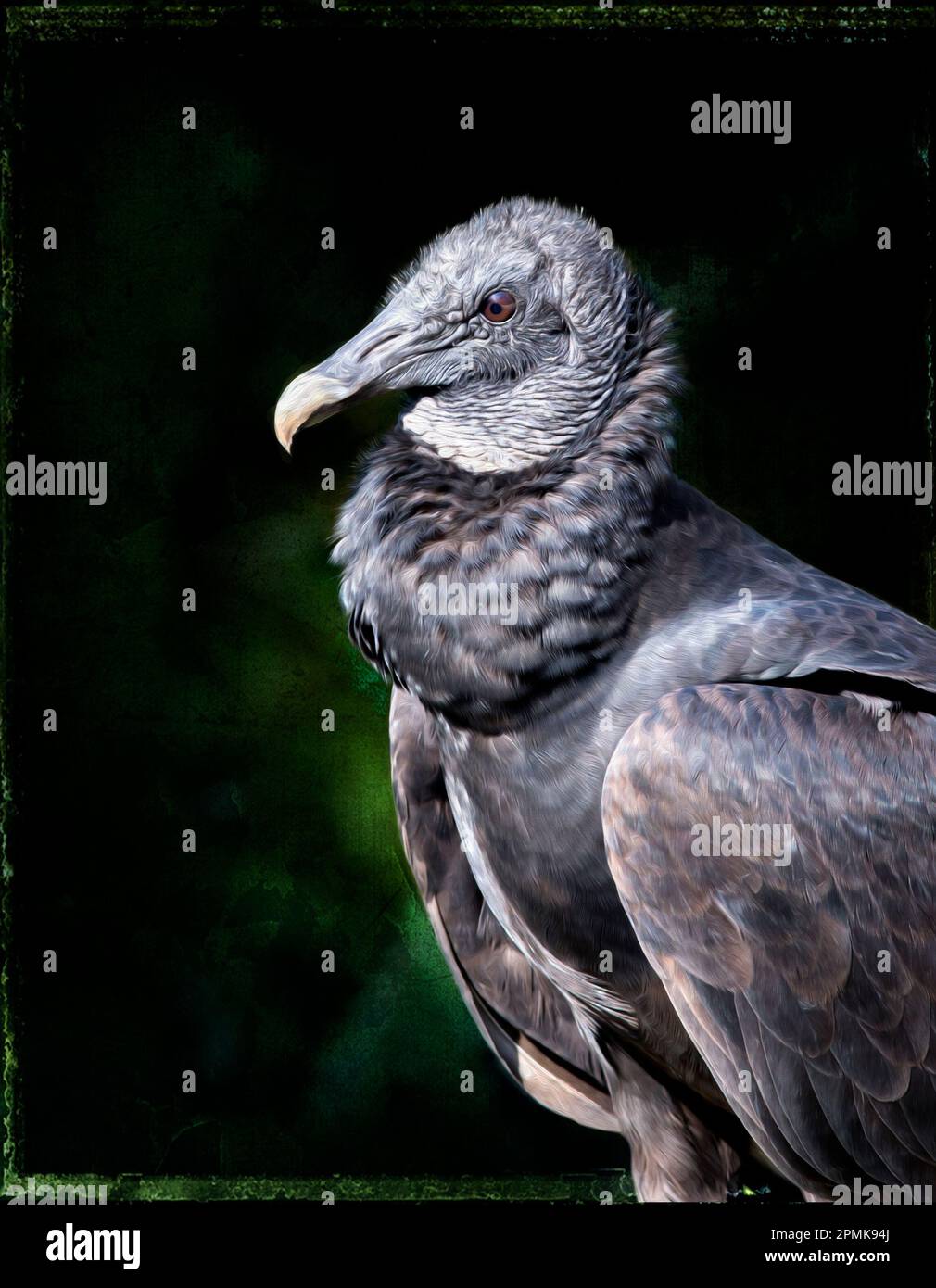 Vulture face portrait hi-res stock photography and images - Alamy