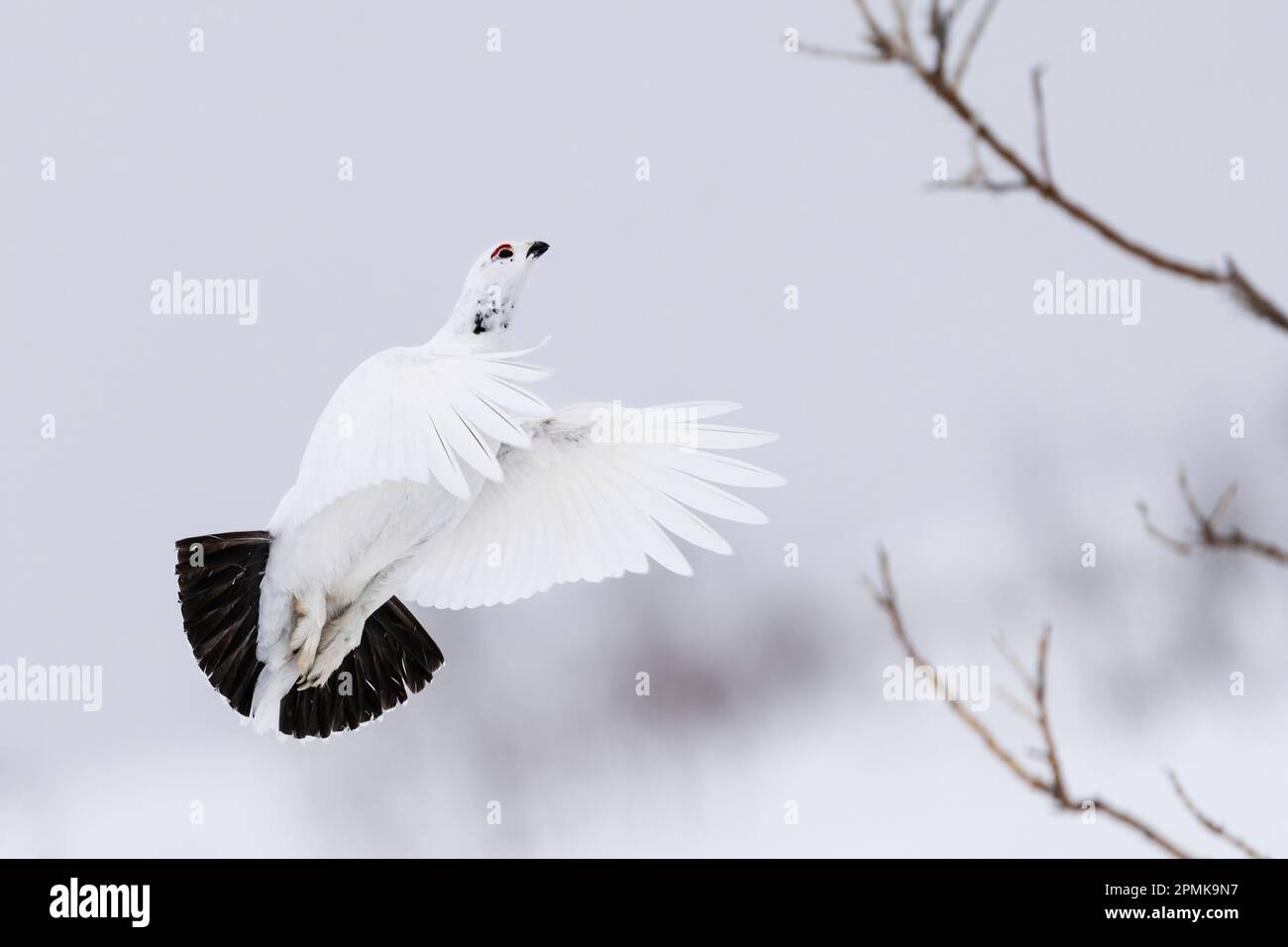 Willow Ptarmigan flying in Arctic Valley in Southcentral Alaska Stock ...
