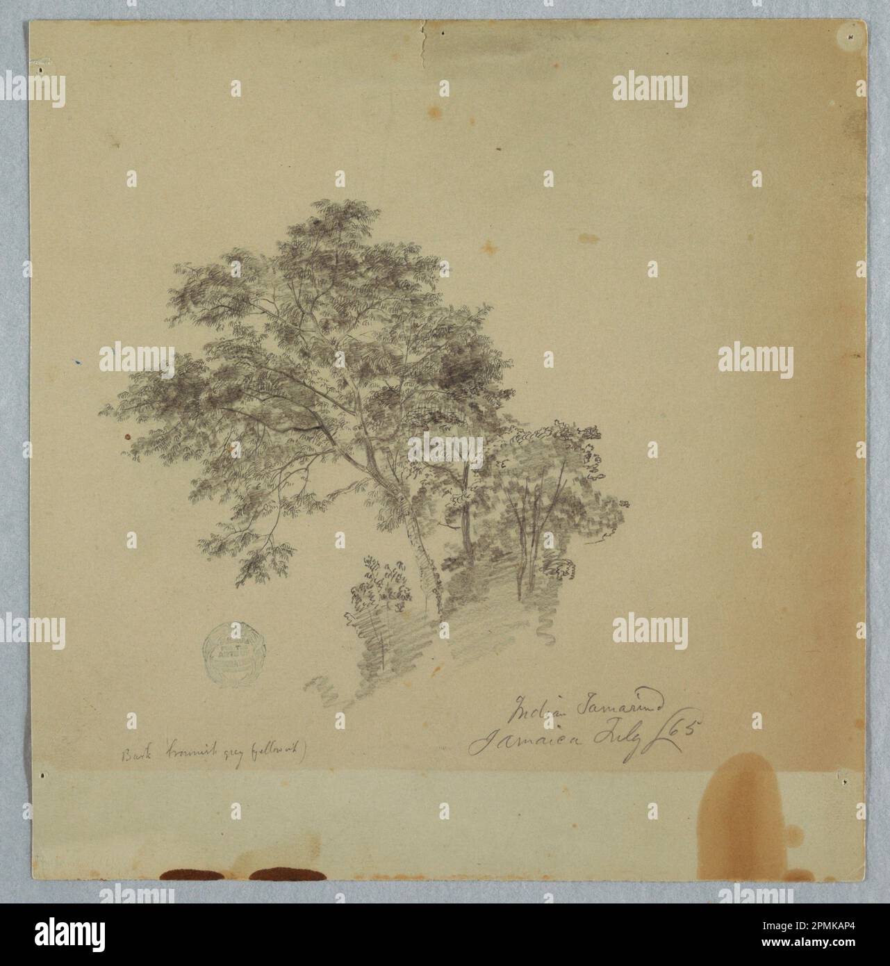Drawing, Indian Tamarind Trees, Jamaica; Frederic Edwin Church ...