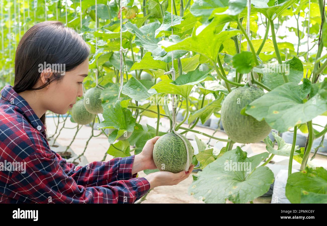 Female hands holding melon in greenhouse melon farm Stock Photo - Alamy