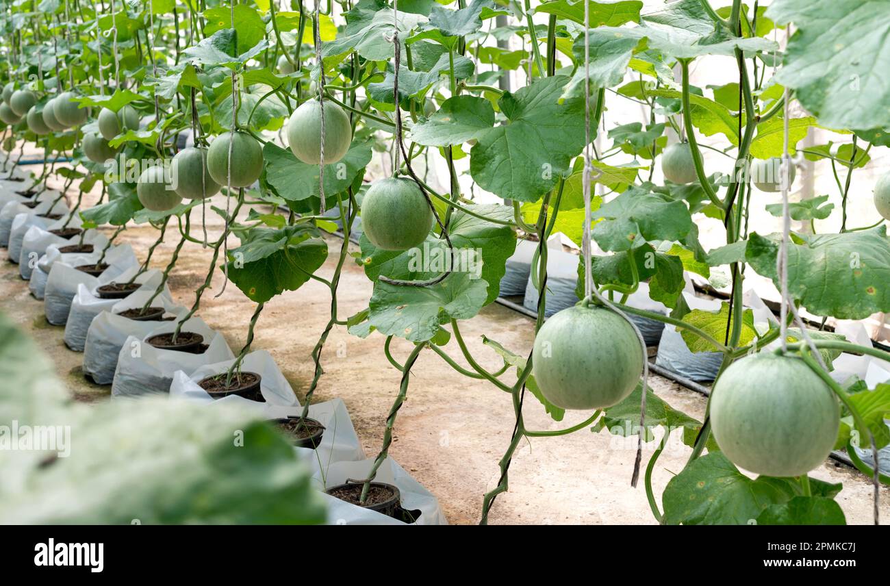 young sprout of Japanese melons or green melons or cantaloupe melons ...