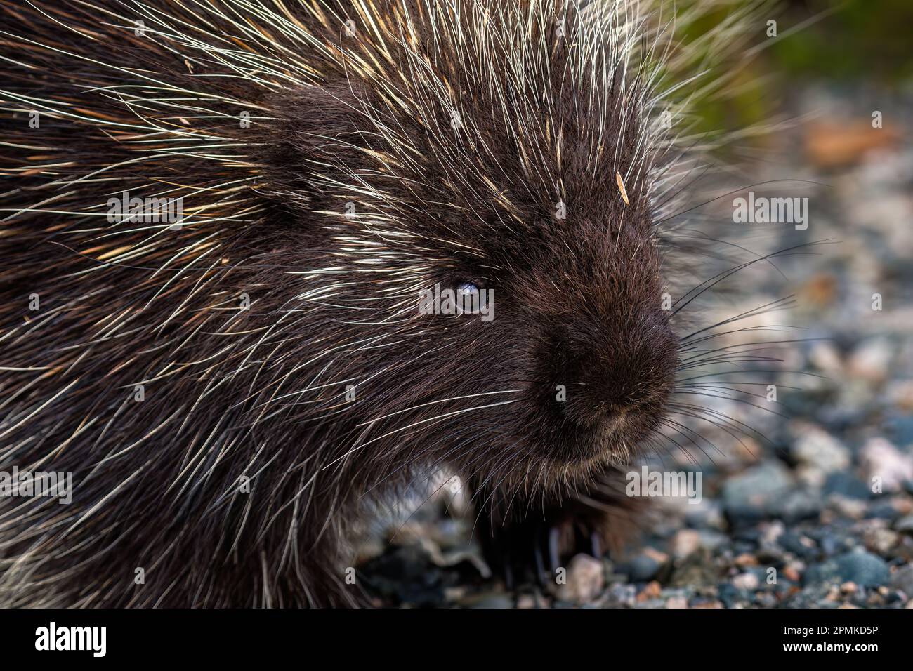 Close up porcupine quills hi-res stock photography and images - Alamy