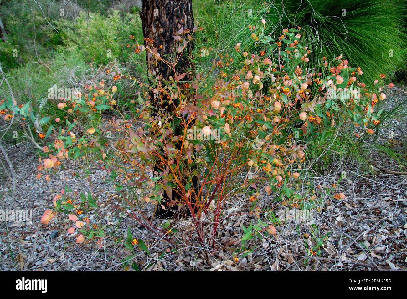 What Plants Are Edible In Western Australia at Margaret Suarez blog