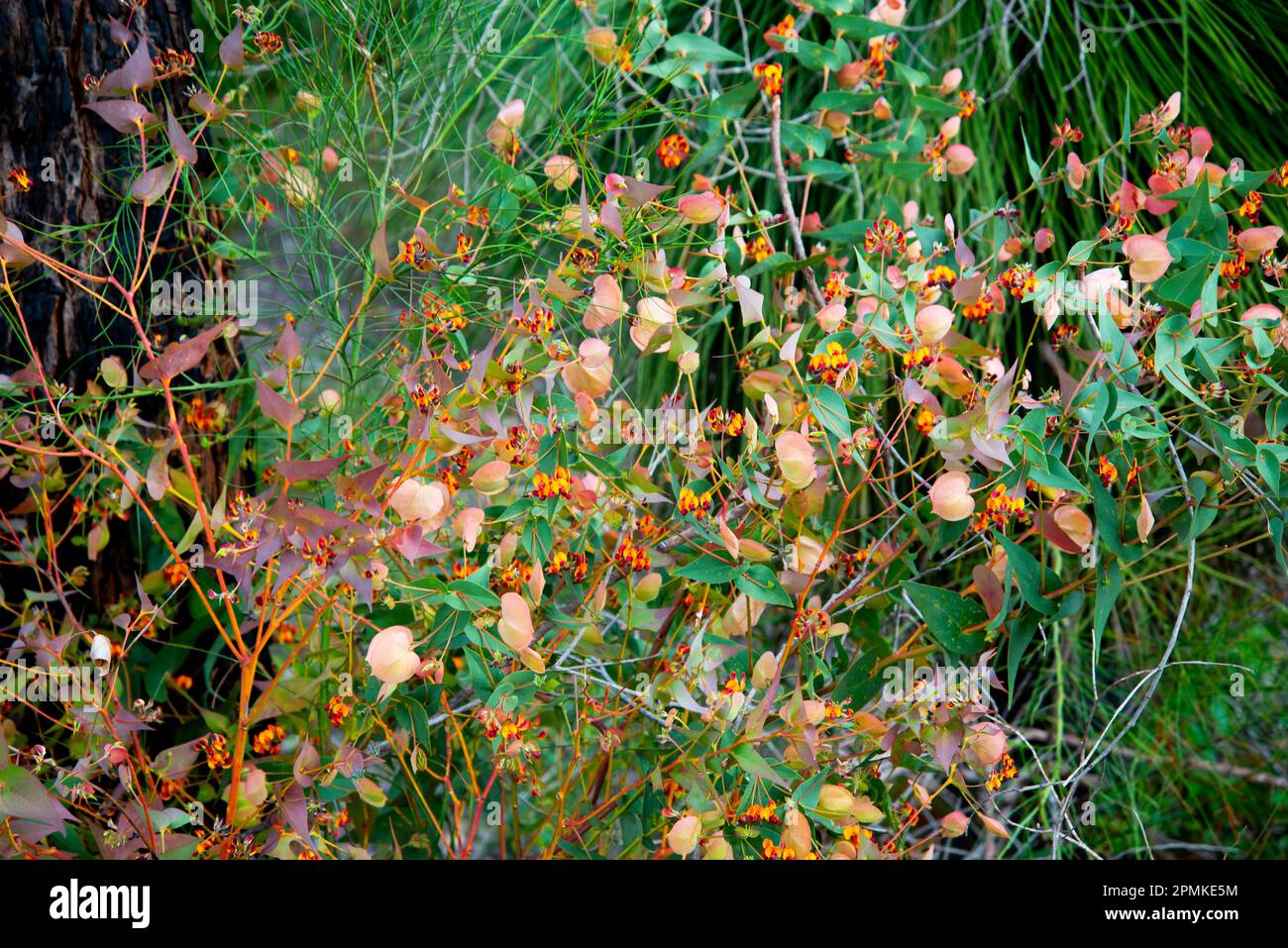 Green Stinkwood Plant - Western Australia Stock Photo - Alamy