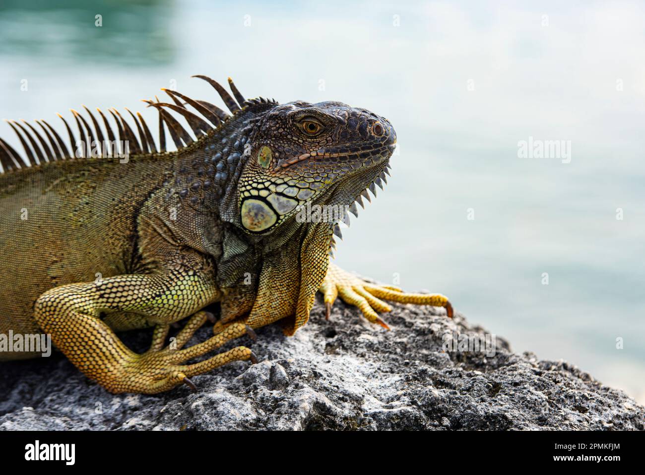 Iguana dragon. Iguana lizard on a stone. Green lizards iguana. Big ...