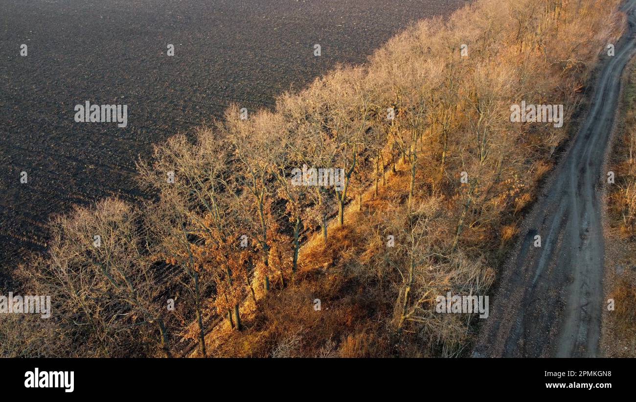 Plowed field and trees without leaves lit by sunlight on sunny autumn ...