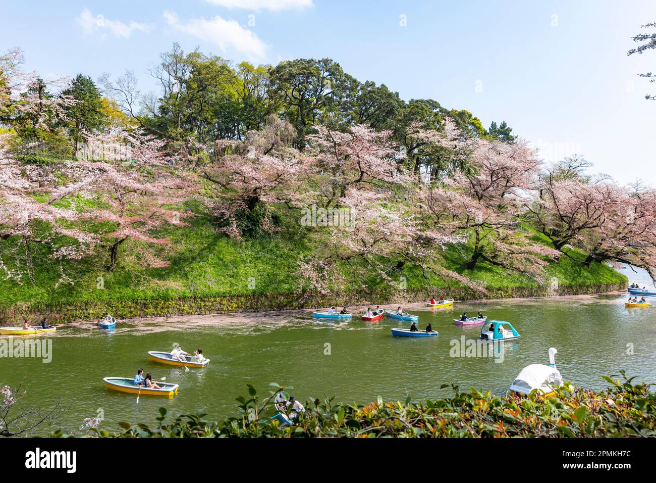April 2023 Hanami viewing cherry blossoms by boat in the moat at ...