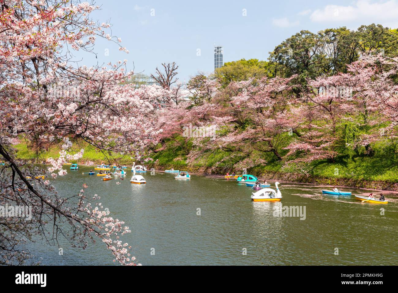 Tokyo Japan sakura cherry blossom Imperial Palace moat Chidorigafuchi ...