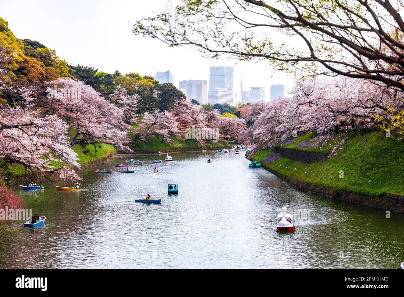 Tokyo Japan sakura cherry blossom Imperial Palace moat Chidorigafuchi ...