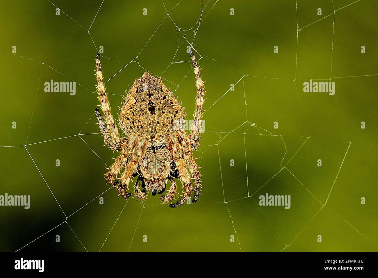 Orbweb spider (Socca pustulosa Stock Photo - Alamy