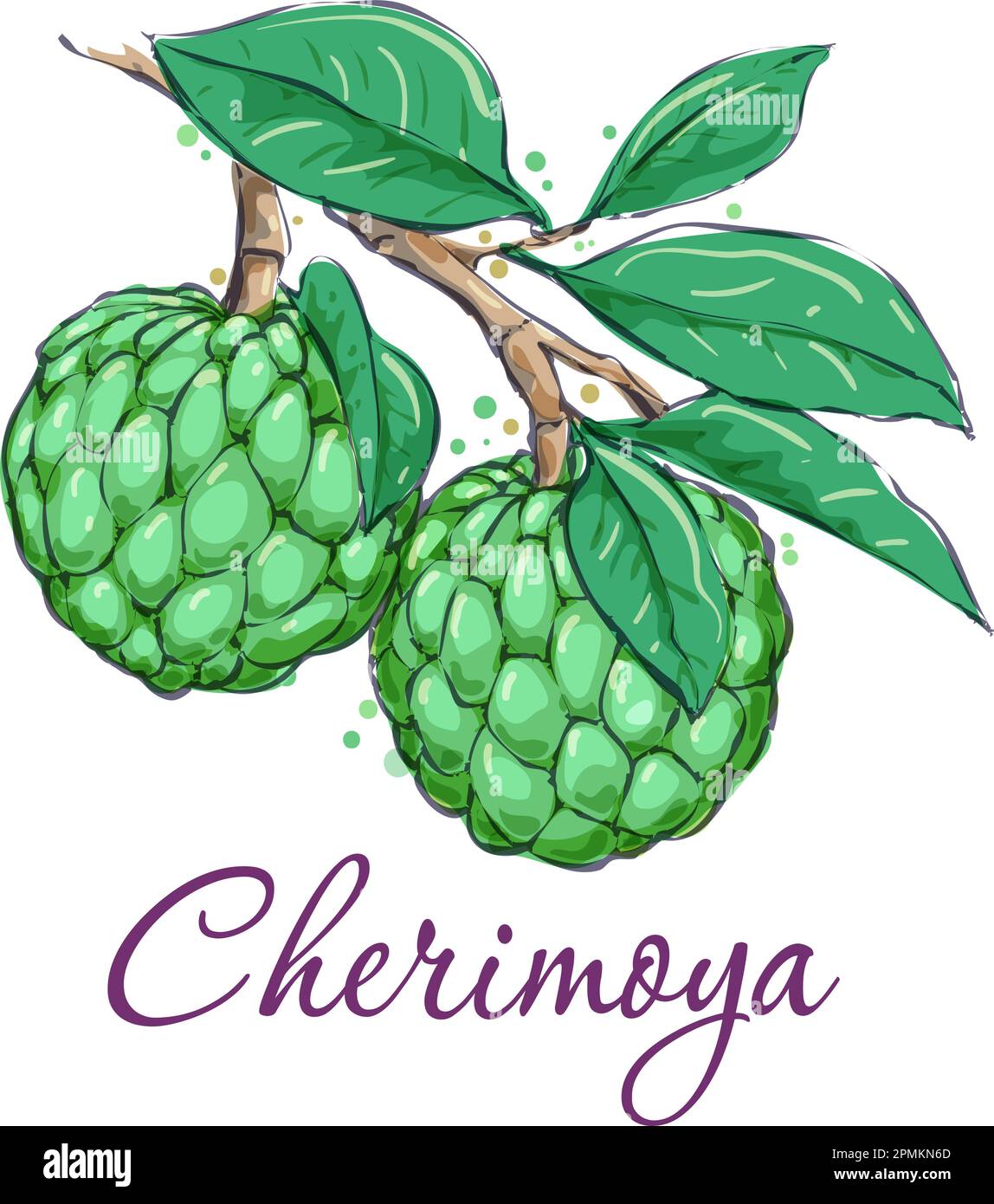 Cherimoya fruit Stock Vector Images - Alamy
