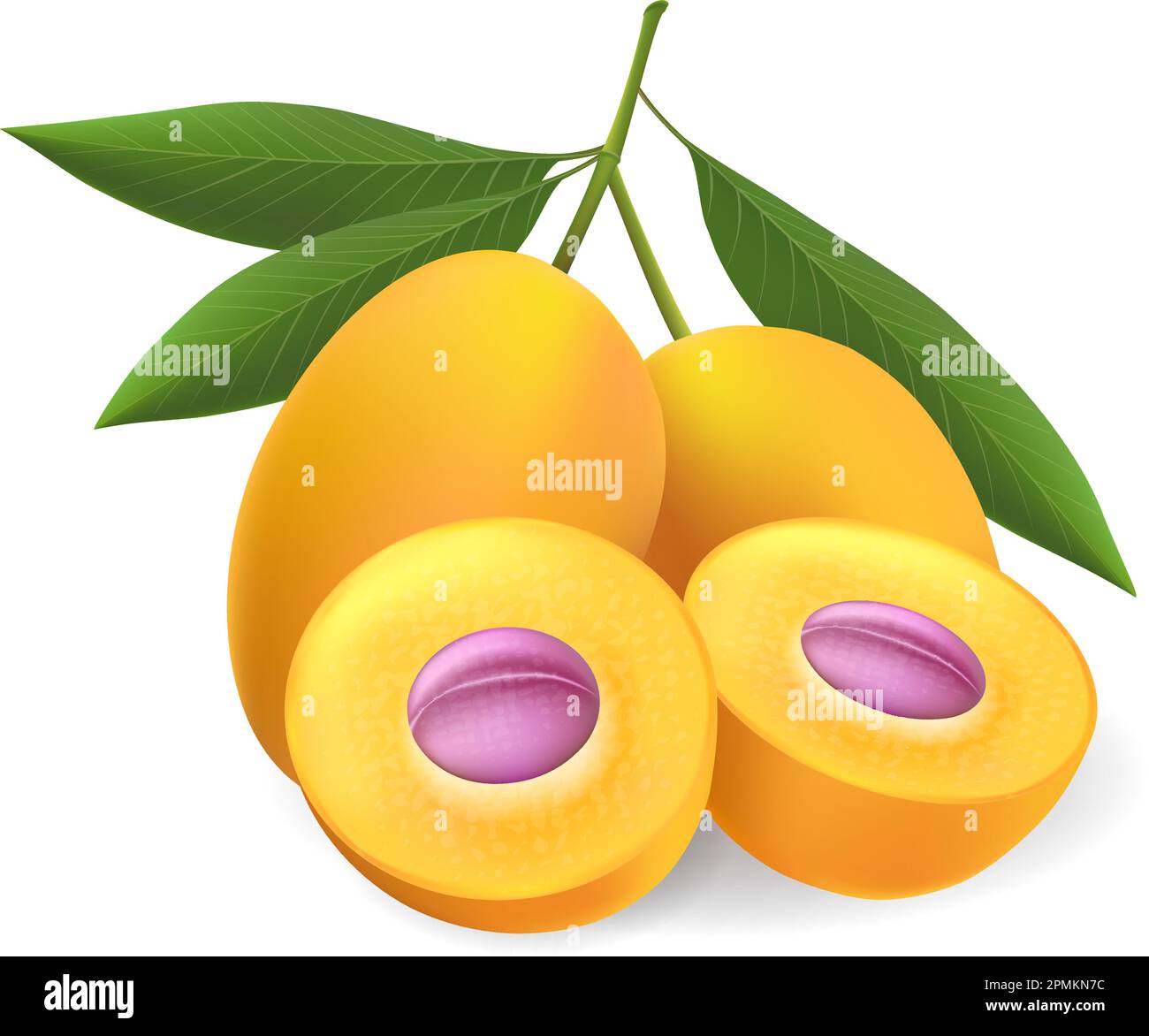 Realistic gandaria fruits Stock Vector Image & Art - Alamy