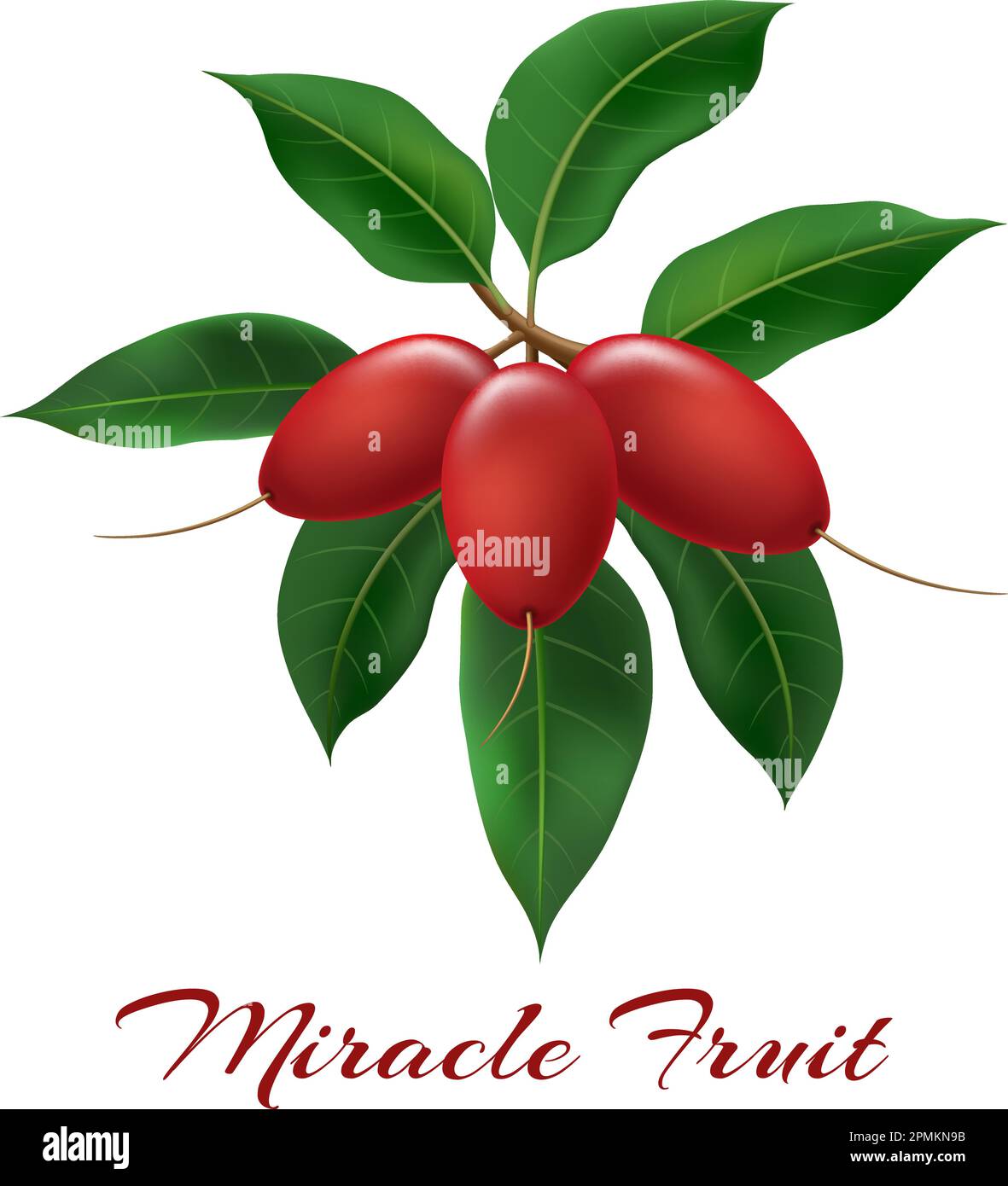 Miracle fruits on branch. Sweet miracle berries bunch vector ... Miracle fruits on branch. Sweet miracle berries bunch vector ...