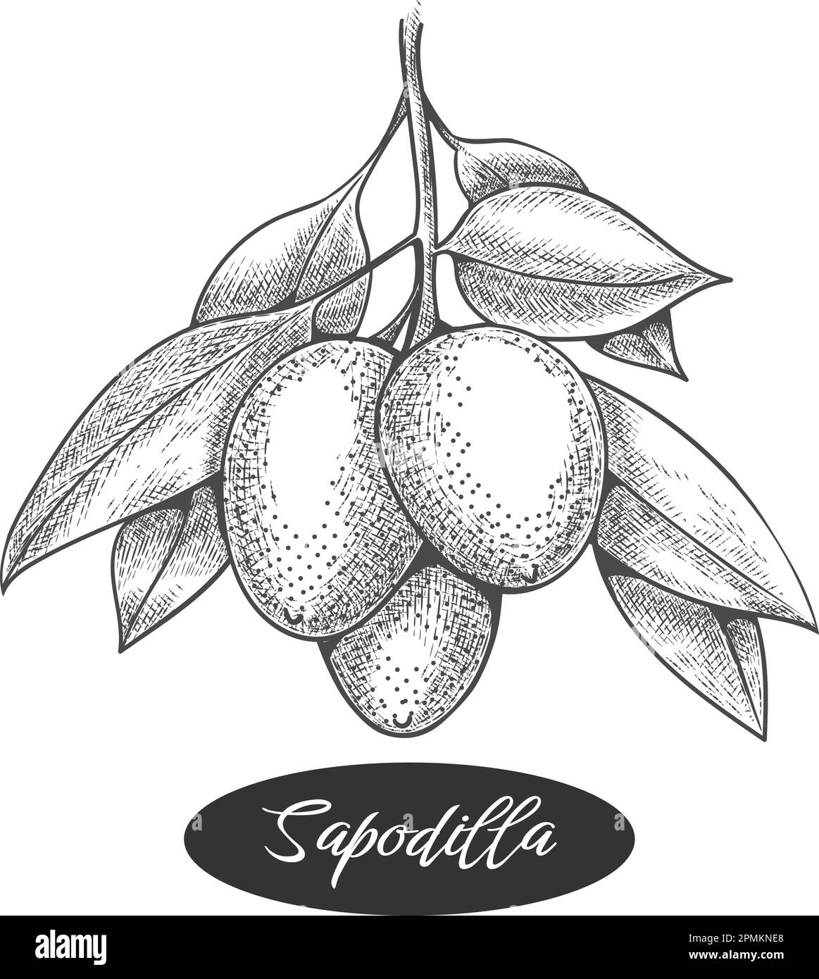 Sapodilla engraving. Manilkara zapota vintage art, sapote chicozapote ... Sapodilla engraving. Manilkara zapota vintage art, sapote chicozapote ...