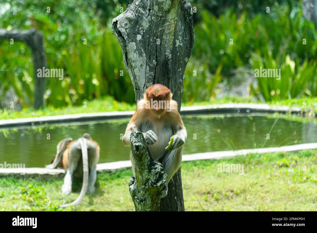A group of proboscis monkeys in a rainforest. Borneo. Labuk bay ...