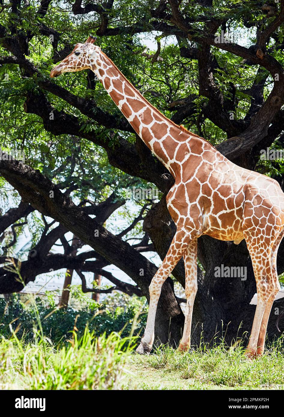 A Giraffe in a Natural Habitat Style Zoo Stock Photo - Alamy