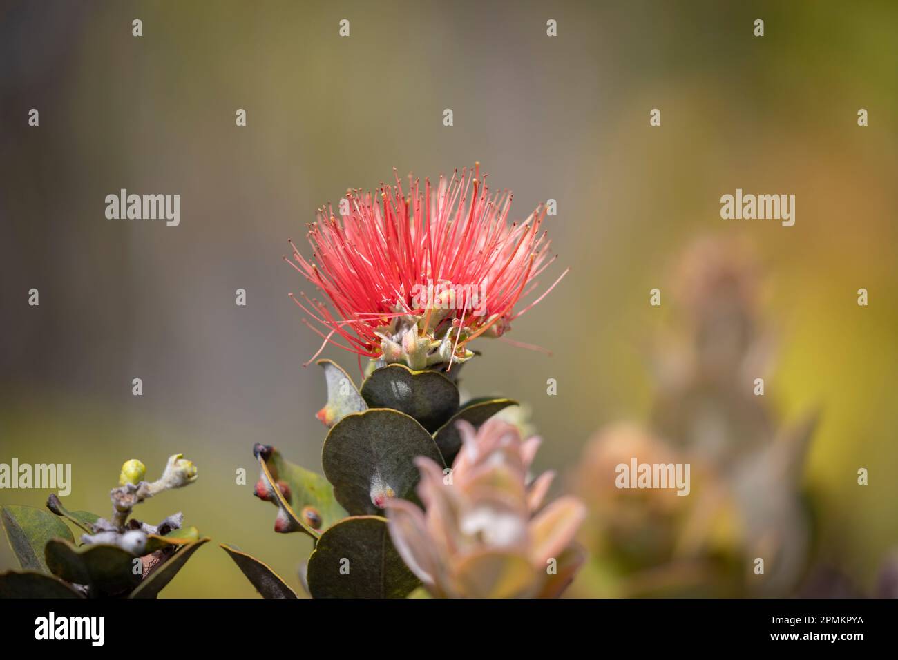 ʻōhiʻa lehua tree, Metrosideros polymorpha Stock Photo - Alamy