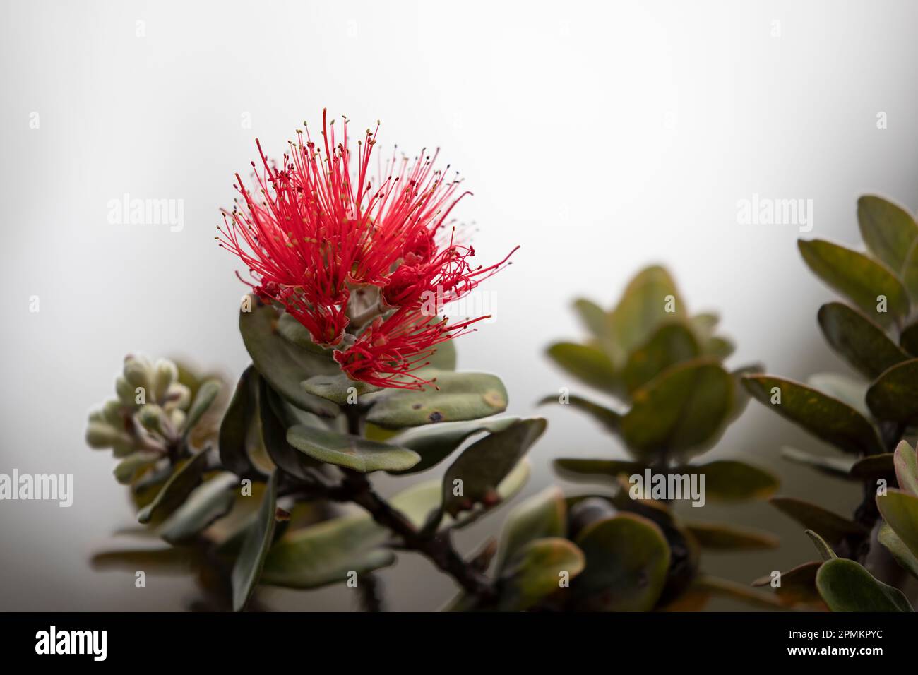 ʻōhiʻa lehua tree, Metrosideros polymorpha Stock Photo - Alamy