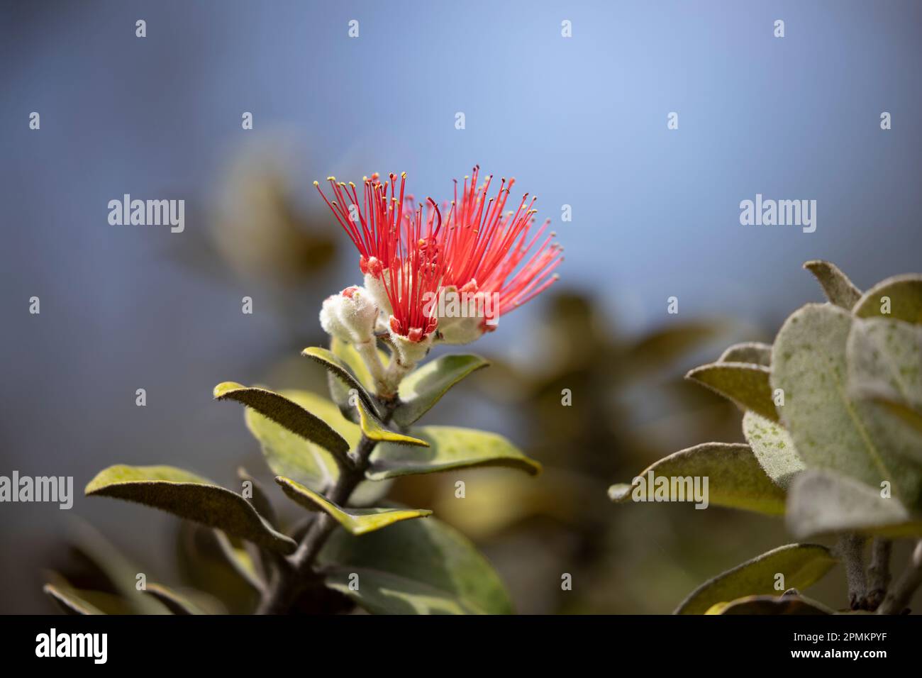 ʻōhiʻa lehua tree, Metrosideros polymorpha Stock Photo - Alamy