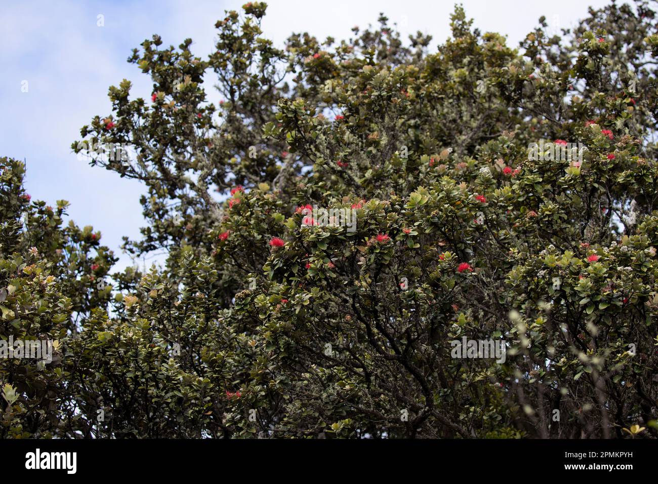 ʻōhiʻa lehua tree, Metrosideros polymorpha Stock Photo - Alamy