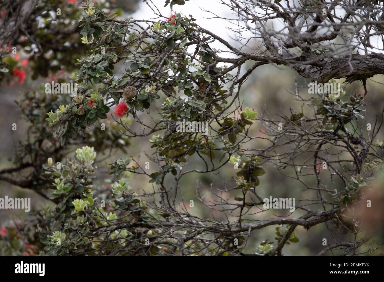 ʻōhiʻa lehua tree, Metrosideros polymorpha Stock Photo - Alamy
