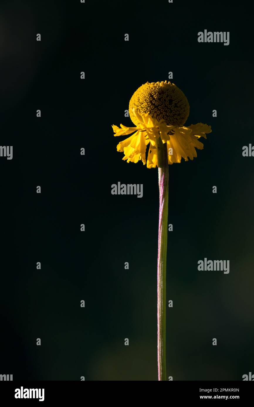 California coneflower hi-res stock photography and images - Alamy