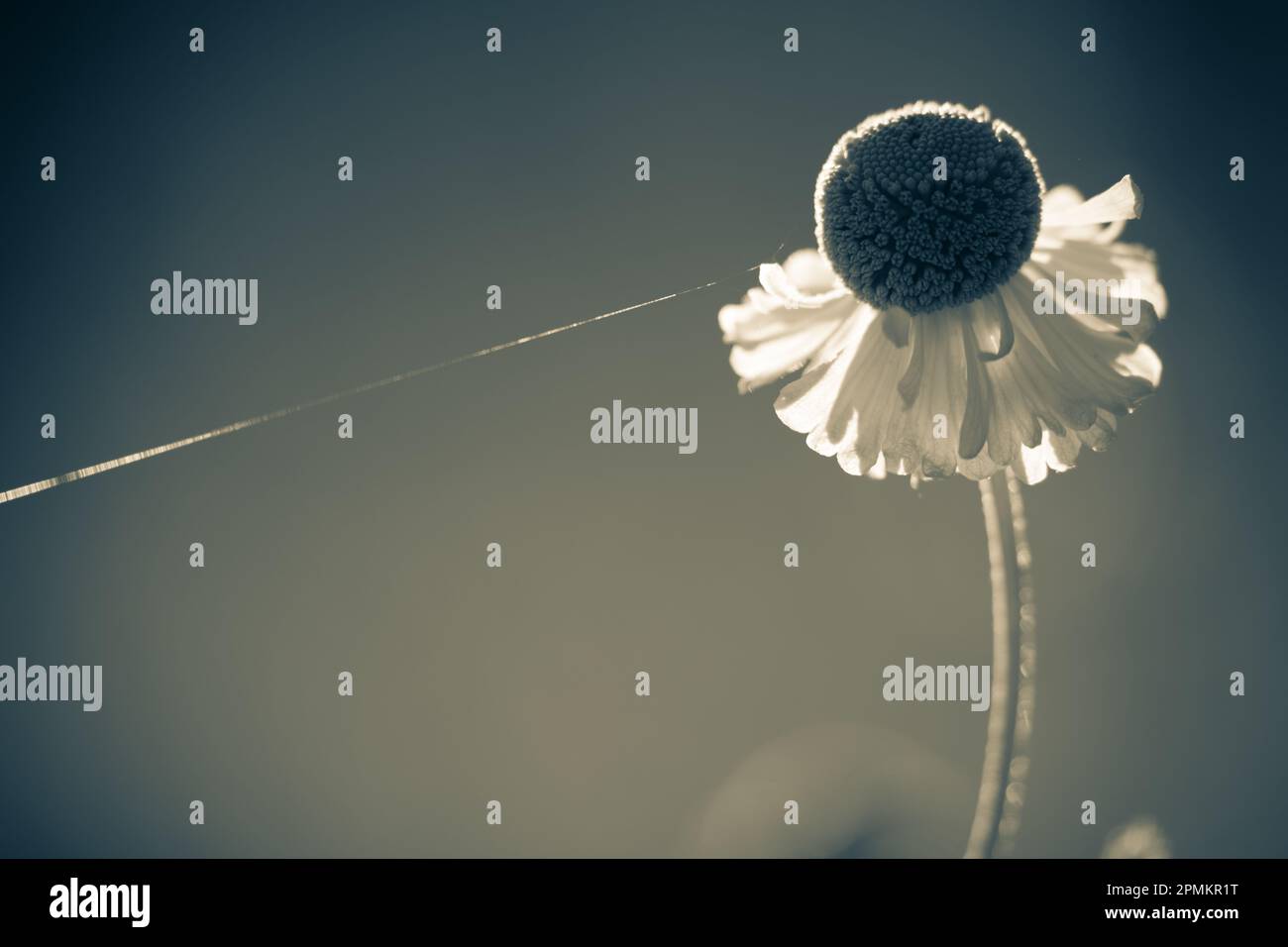 California cone flower hi-res stock photography and images - Alamy