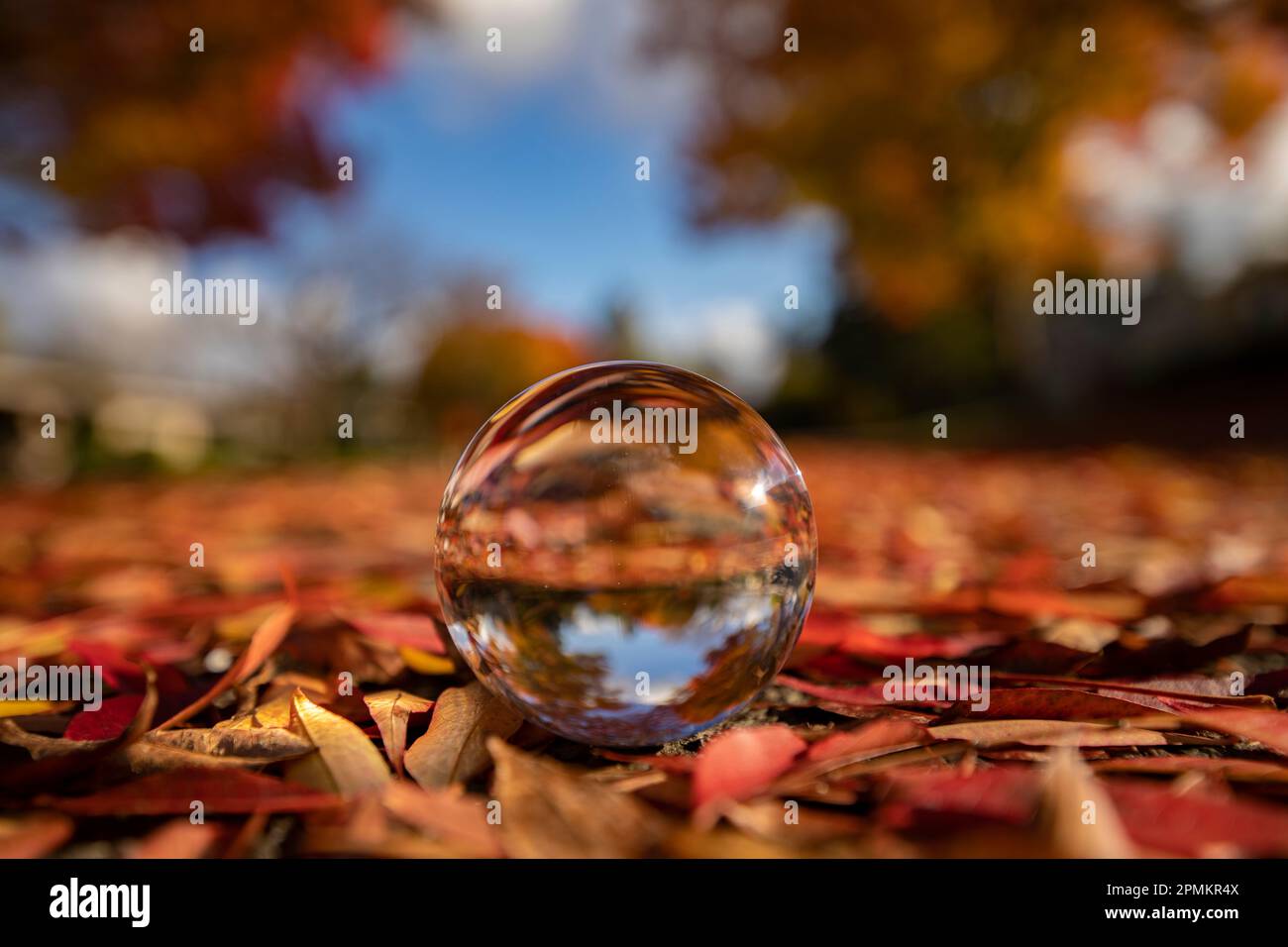 Fall Leaves and Orb Stock Photo - Alamy