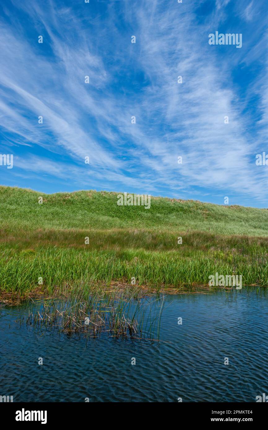 Costal sand dunes covered by marram grasses, between the Lake of ...