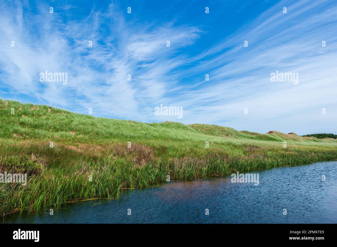 Grasses between beach and lake hi-res stock photography and images - Alamy