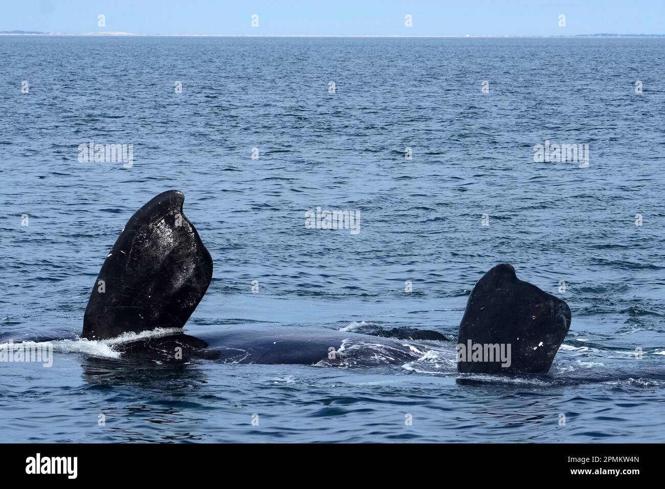 A female North Atlantic right whale rolls on her back, revealing her ...