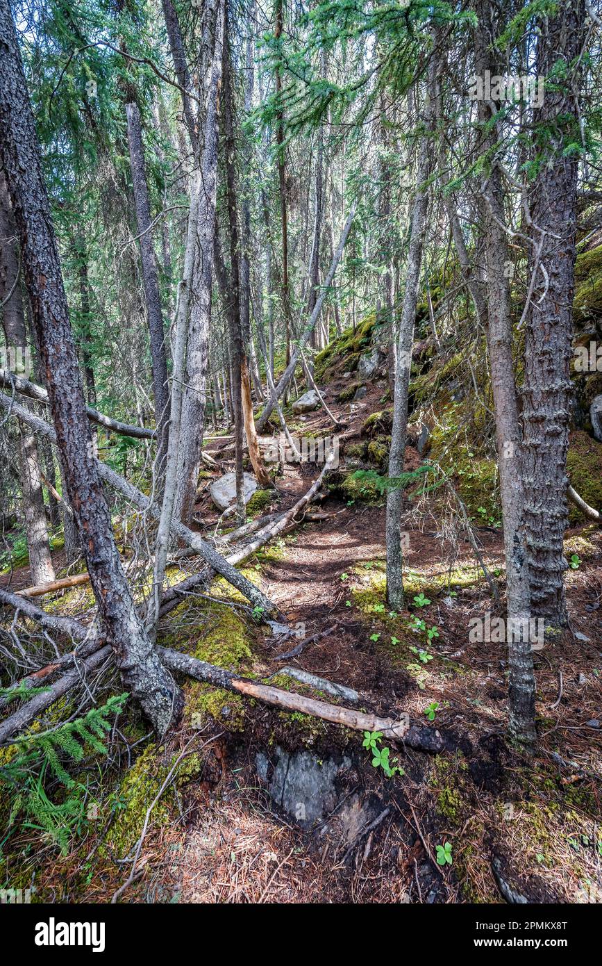 A trail through the forest at Sunwapta Falls, Jasper National Park ...