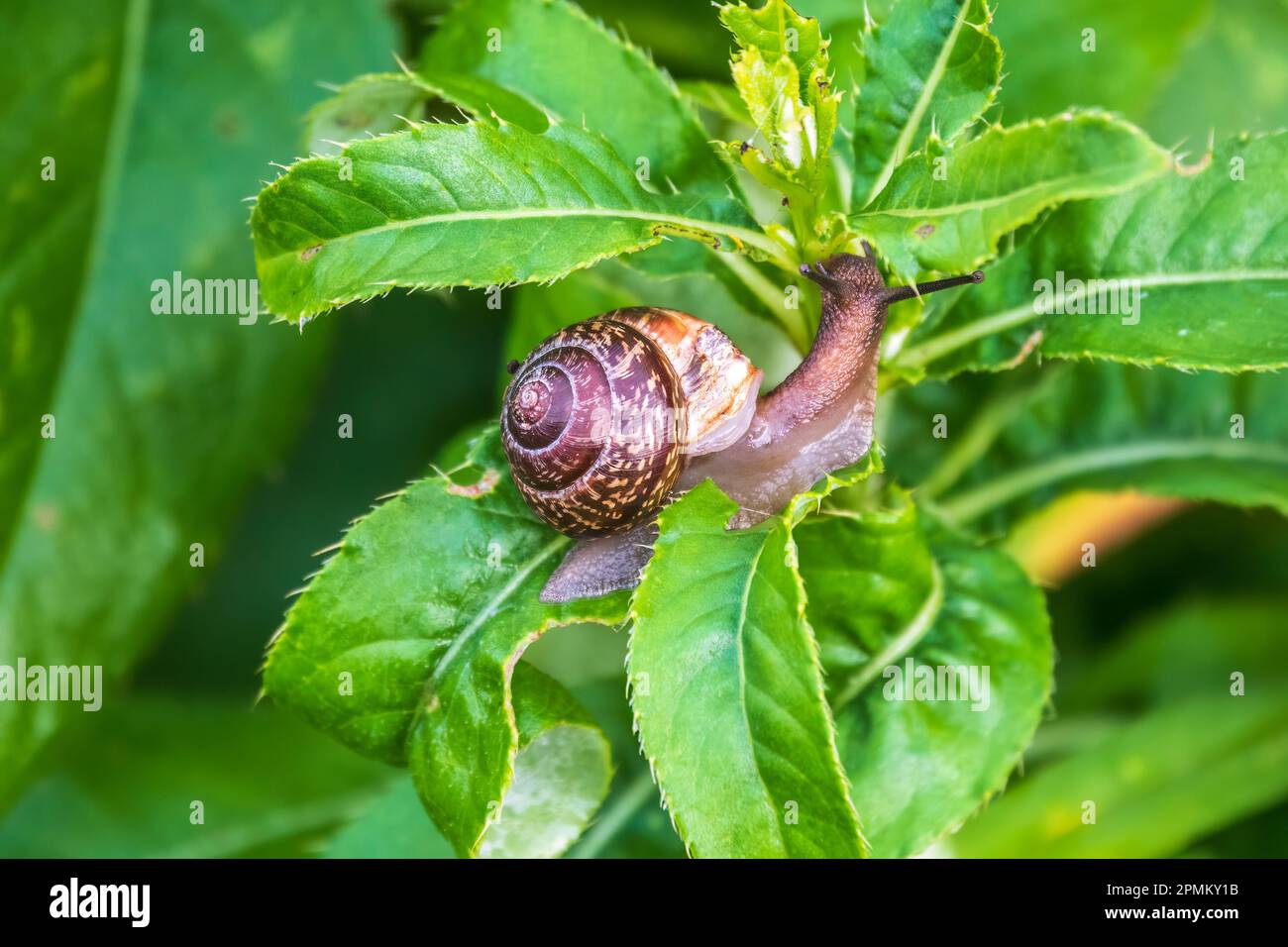 Copse snail gliding on the plant in the garden. Macro, close-up. Copse ...