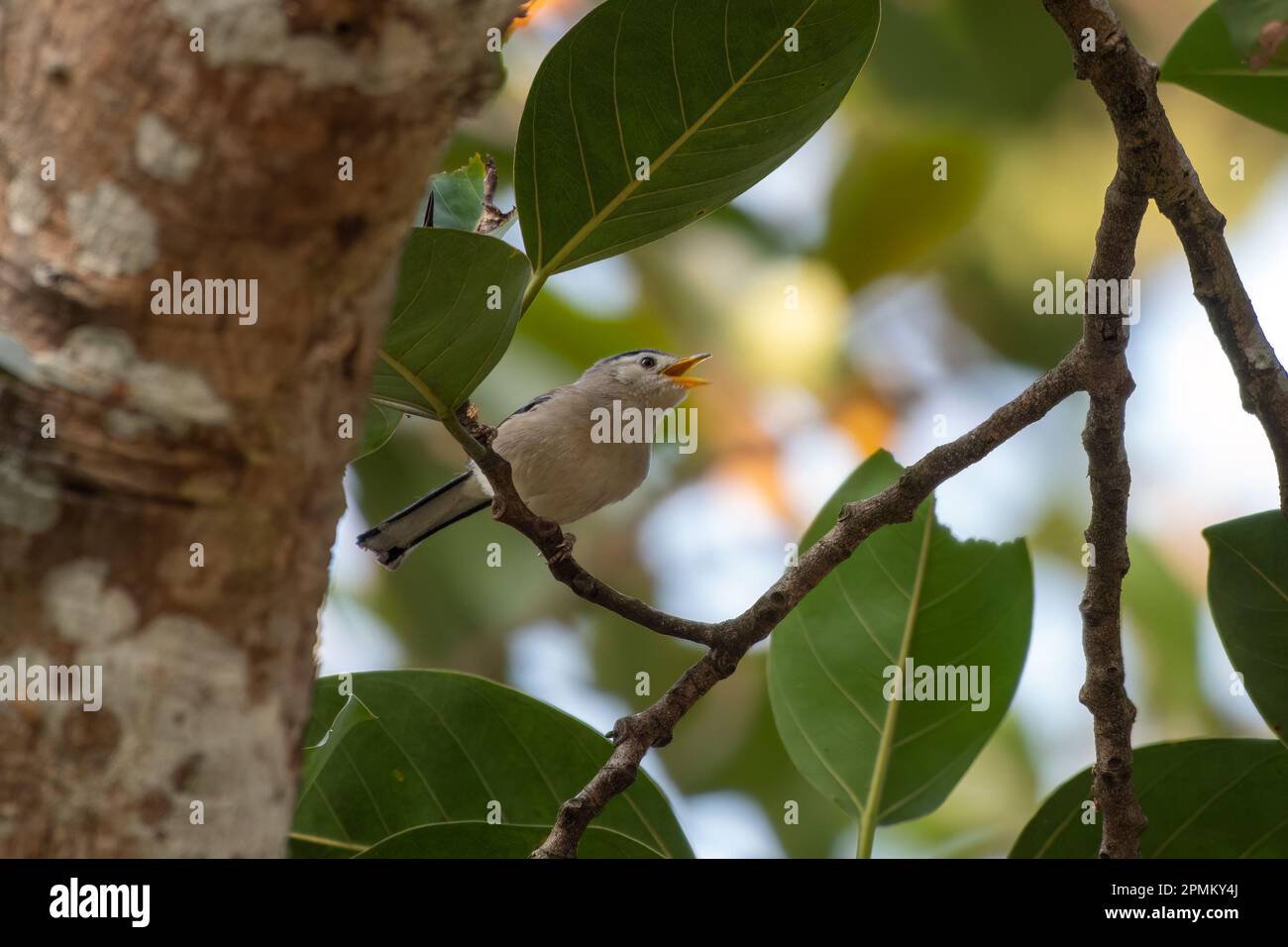Blue-winged minla (Actinodura cyanouroptera), also known as the blue ...