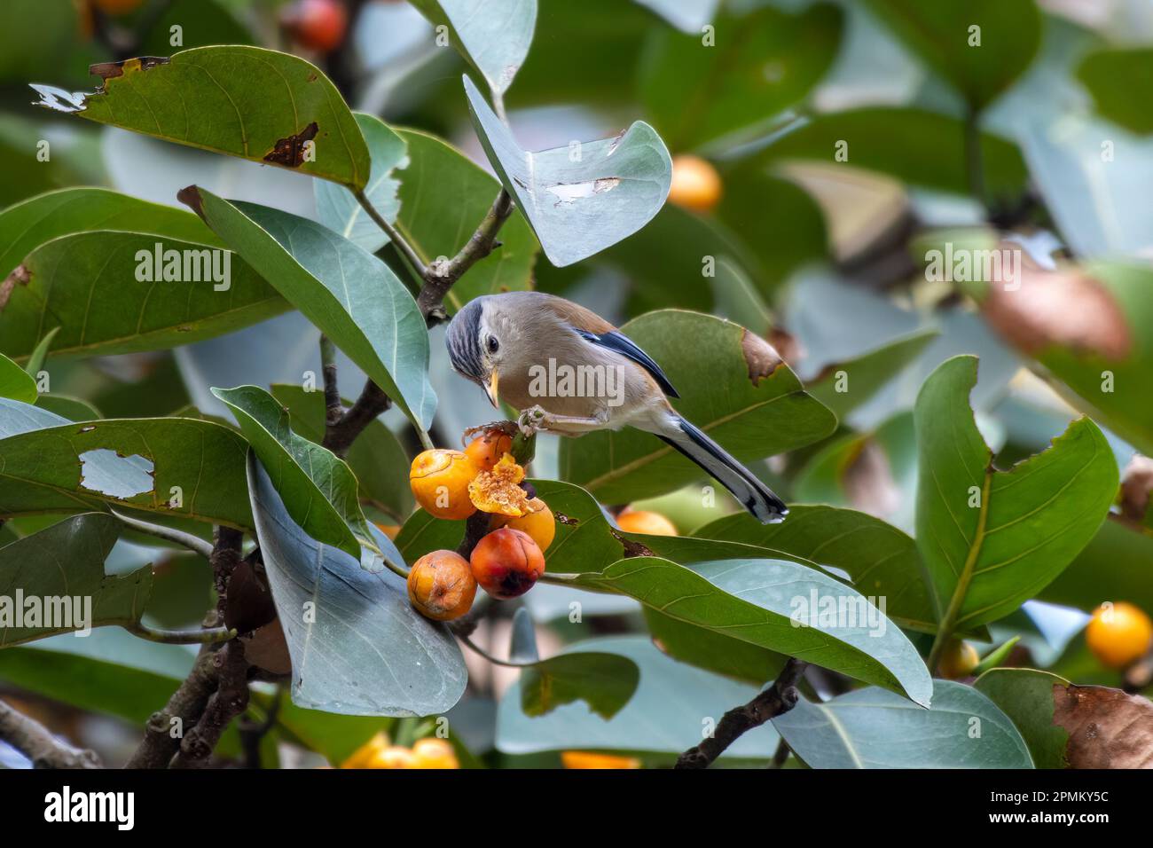 Blue-winged minla (Actinodura cyanouroptera), also known as the blue ...