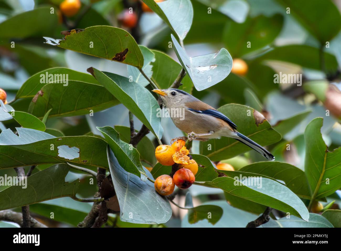 Blue-winged minla (Actinodura cyanouroptera), also known as the blue ...