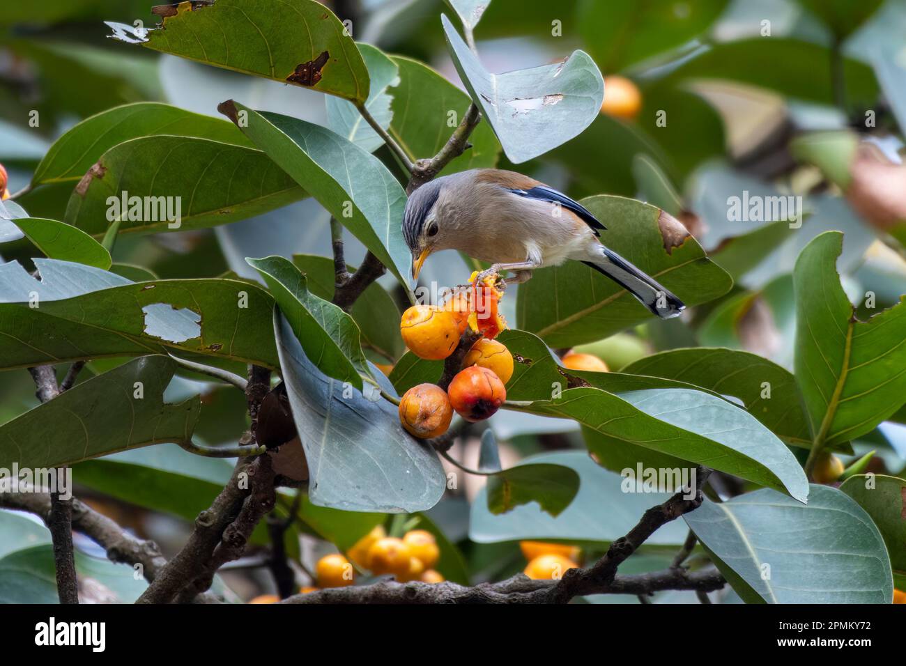 Blue-winged minla (Actinodura cyanouroptera), also known as the blue ...