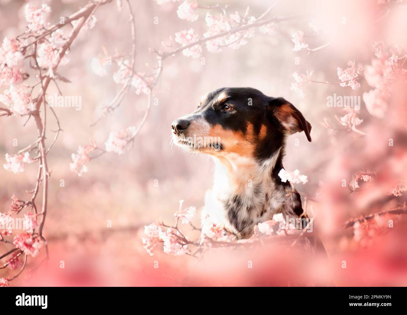Spring portrait of a dog in pink flowers. Spring is the most beautiful ...