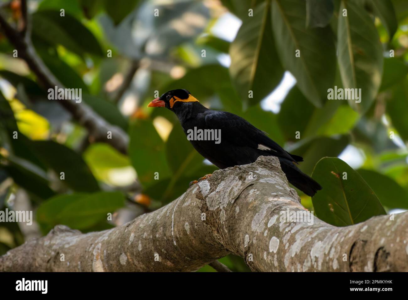 Common hill myna (Gracula religiosa) observed in Rongtong in West ...