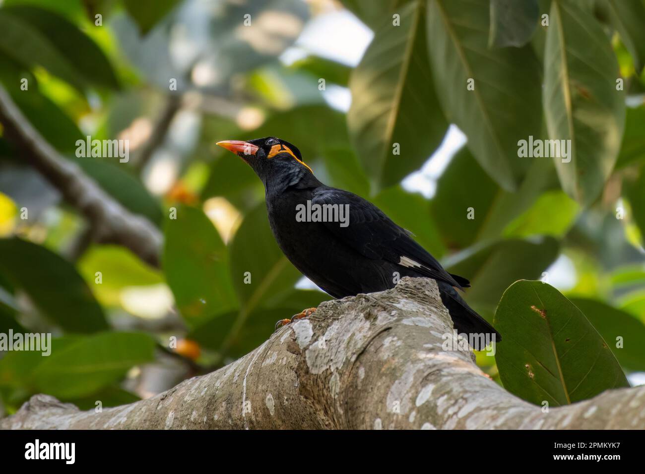 Common hill myna (Gracula religiosa) observed in Rongtong in West ...