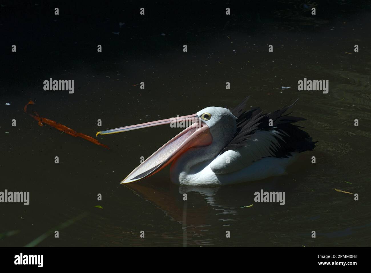 Pelican calling hi-res stock photography and images - Alamy